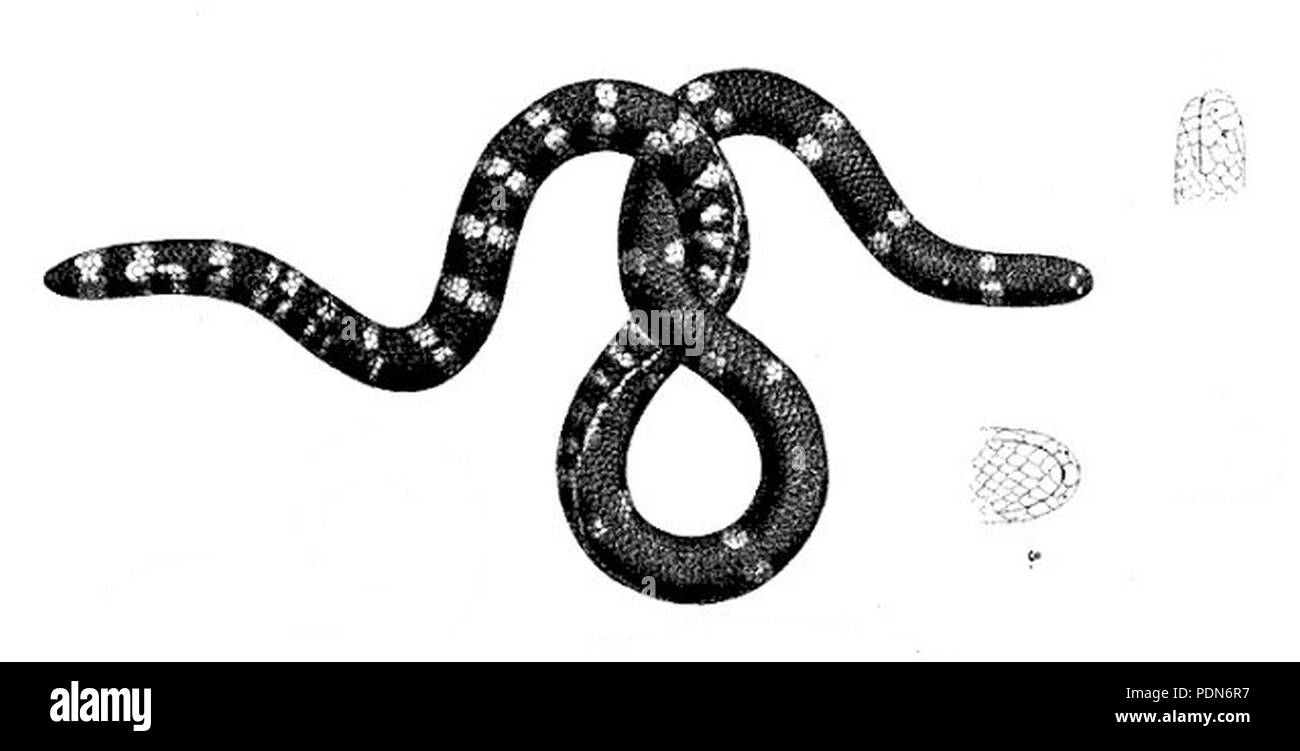 Anomochilus weberi hi-res stock photography and images - Alamy