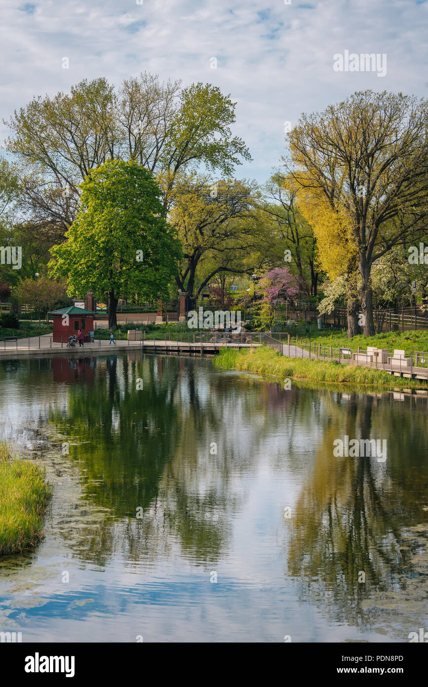 The South Pond at Lincoln Park, in Chicago, Illinois Stock Photo - Alamy