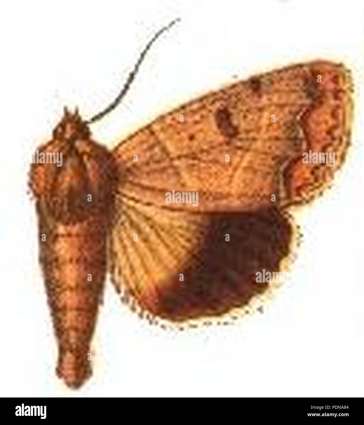 Anua Cut Out Stock Images & Pictures - Alamy