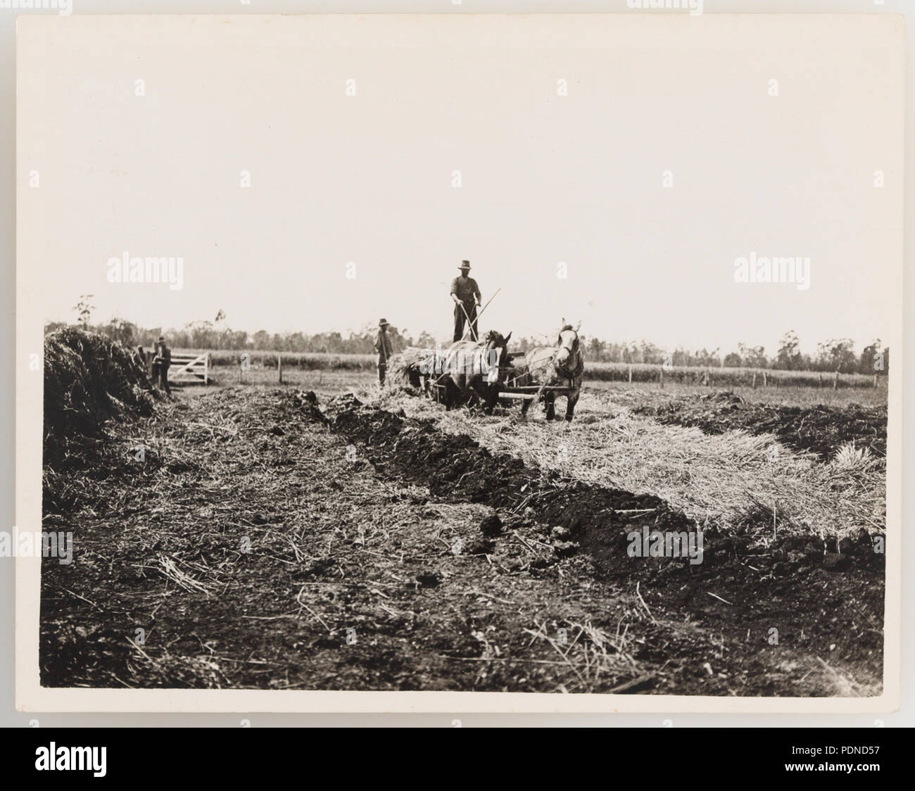 Harvesting early 1900's hi-res stock photography and images - Alamy