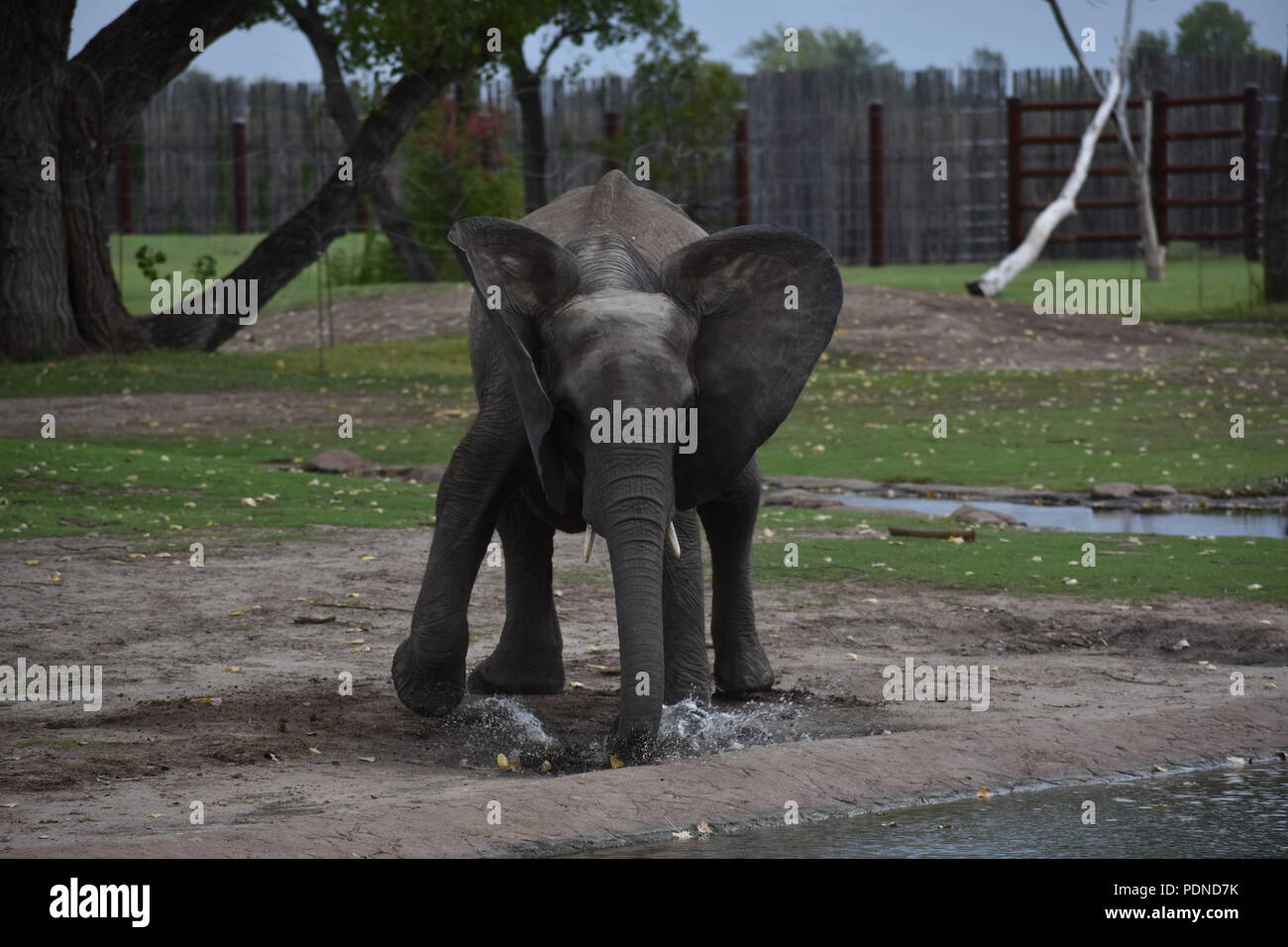 Young elephant playing in water puddle Stock Photo - Alamy