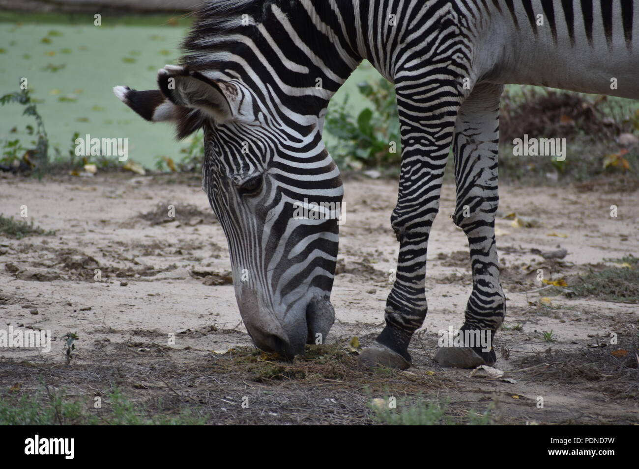 Zebra smelling the ground at zoo Stock Photo - Alamy