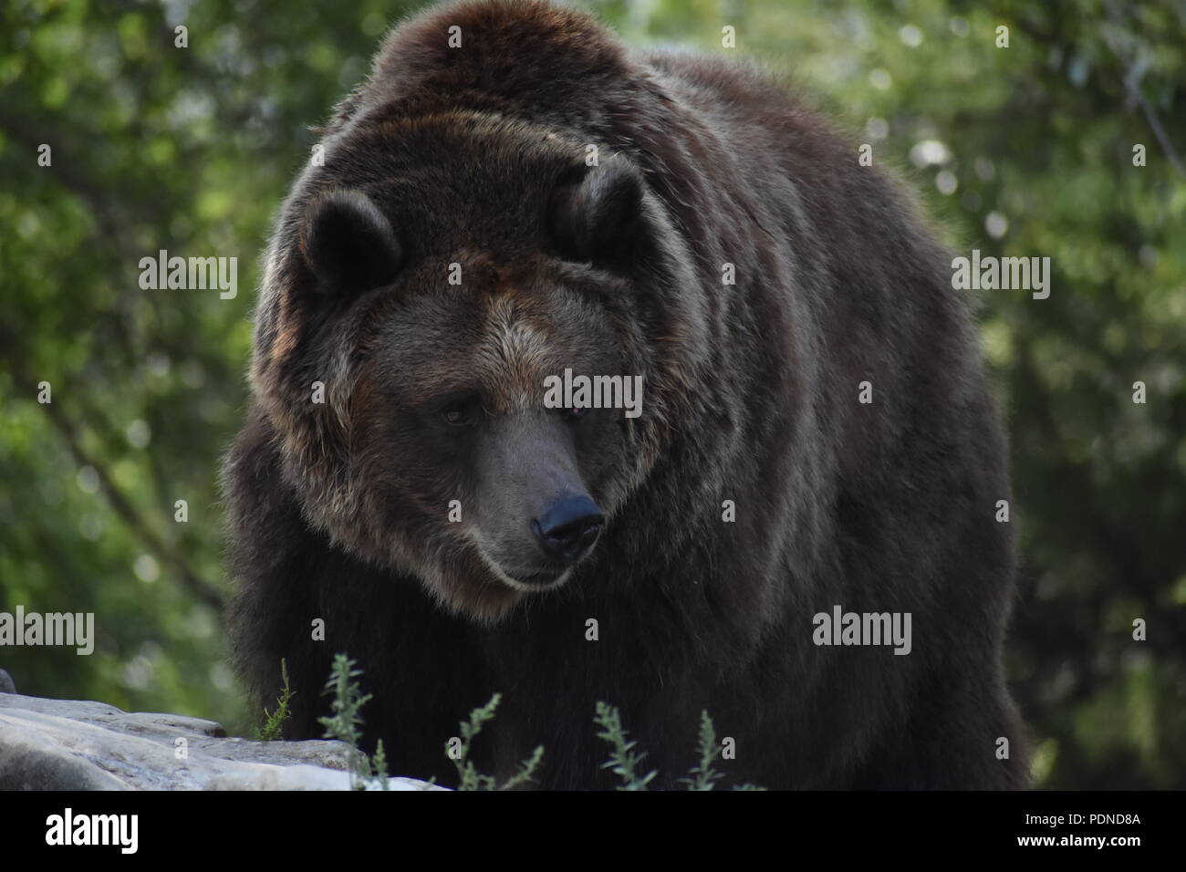 Big grizzly bear hi-res stock photography and images - Alamy