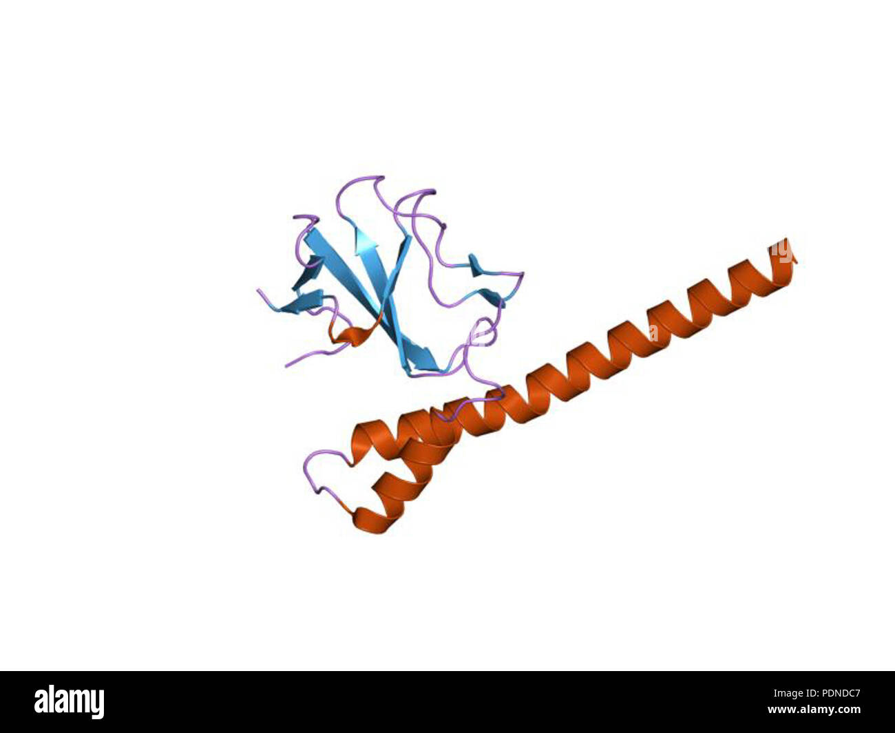 Microtubule assembly hi-res stock photography and images - Alamy