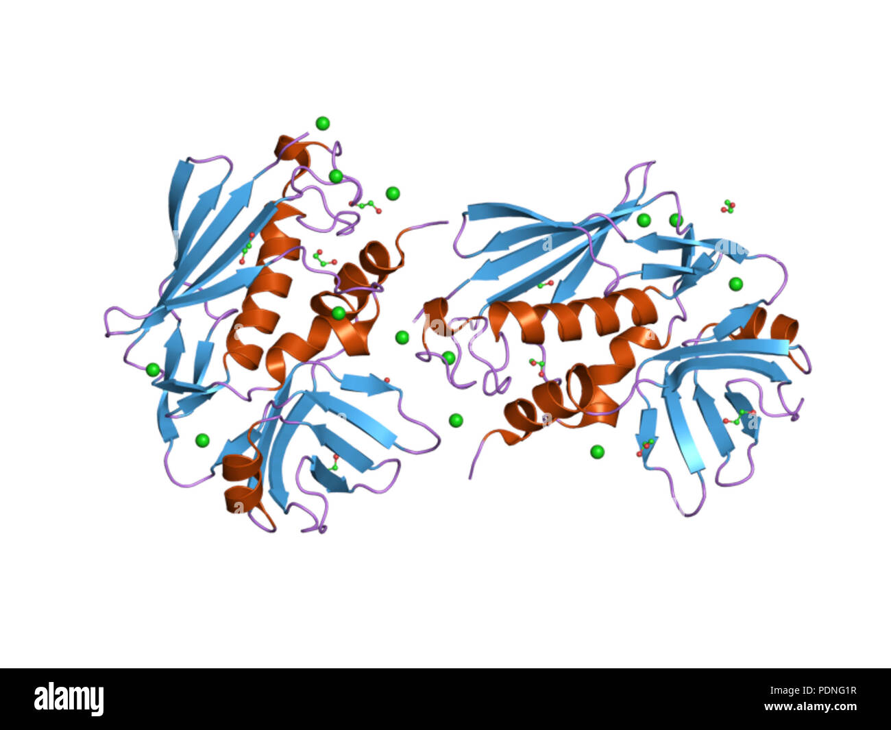 Superantigen binding hi-res stock photography and images - Alamy