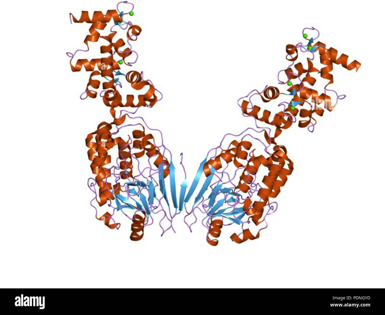 Cellular aspect hi-res stock photography and images - Alamy
