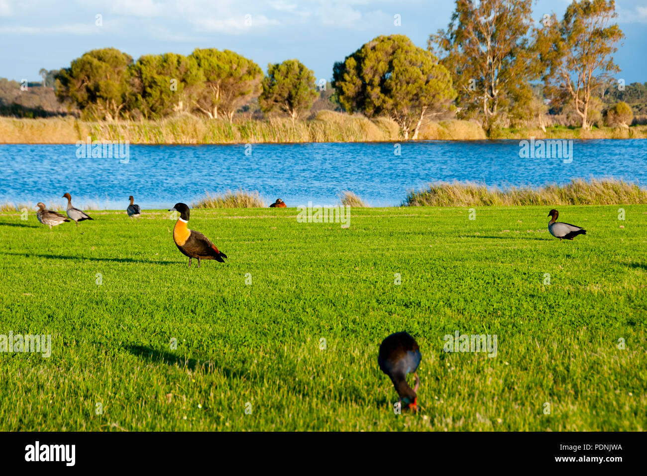 Herdsman Lake - Perth - Australia Stock Photo - Alamy