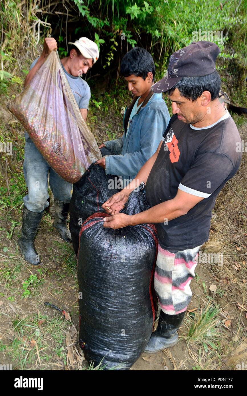 Coffee harvest in LA ZUNGA - Ecuador border -San Ignacio- Department of ...