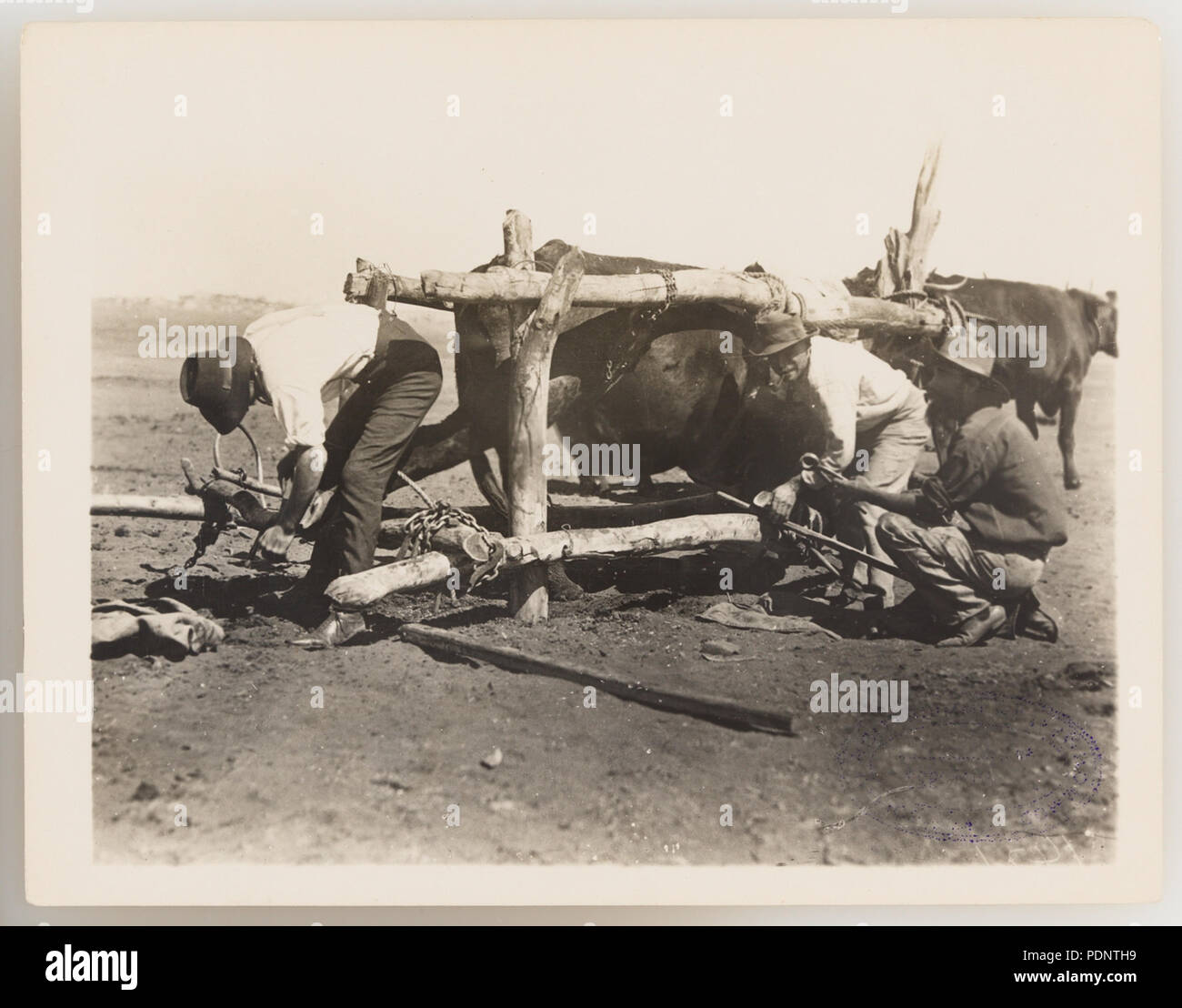 History of cattle breeds hi-res stock photography and images - Alamy
