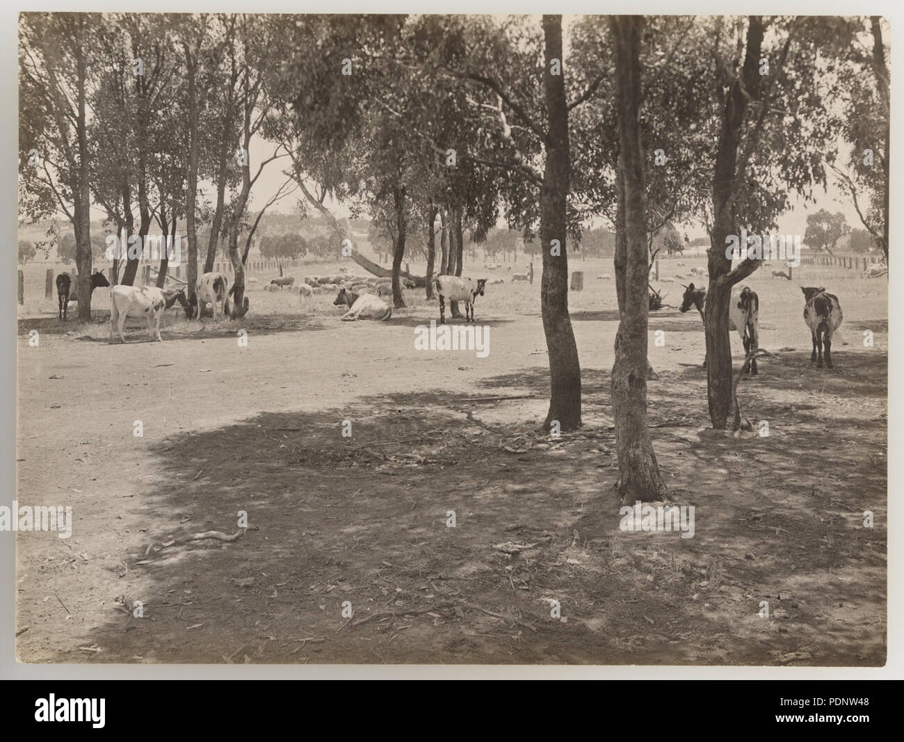 Historical cattle farming hi-res stock photography and images - Alamy