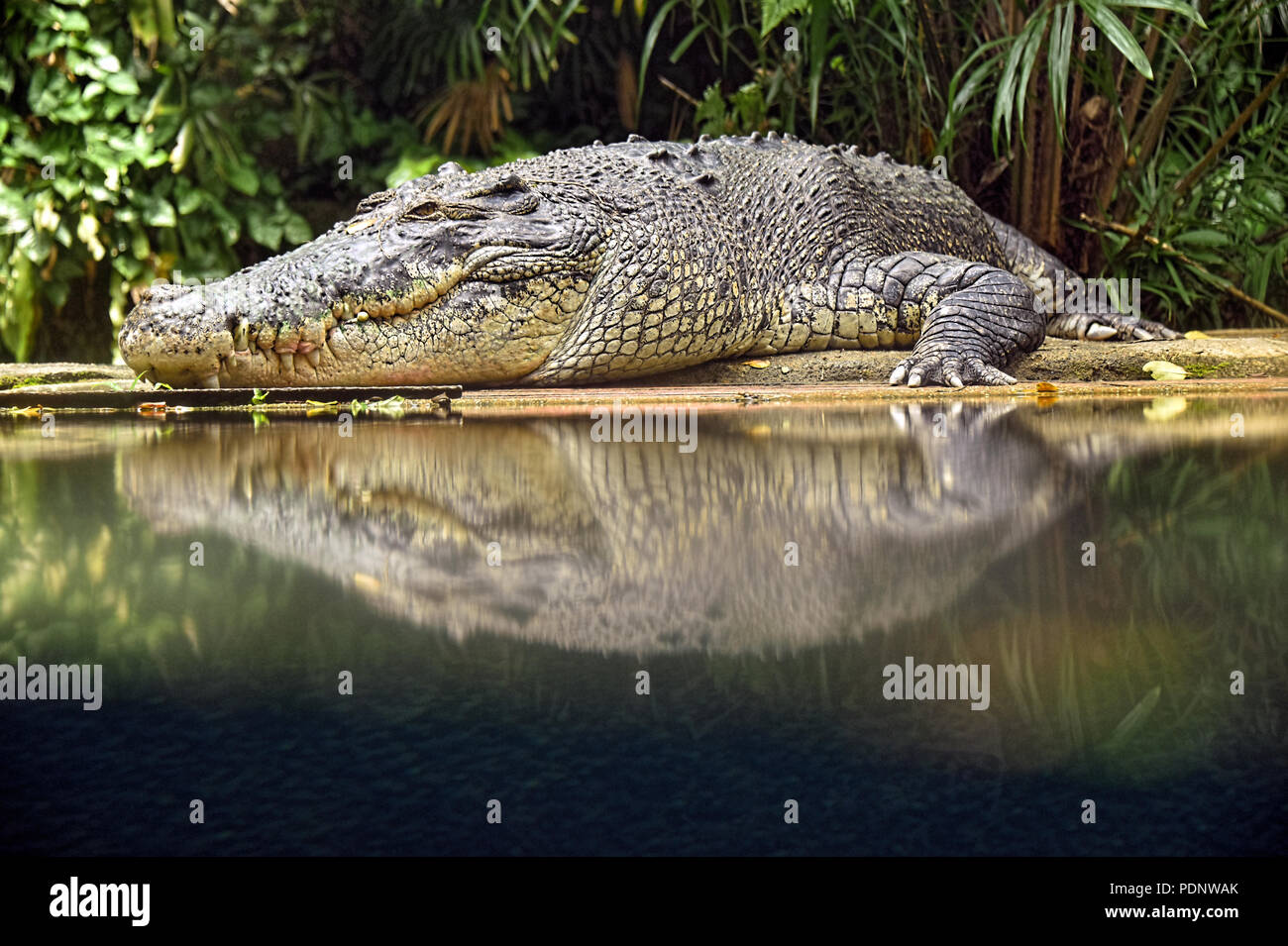 Crocodile, Reptilian Dragon Stock Photo - Alamy