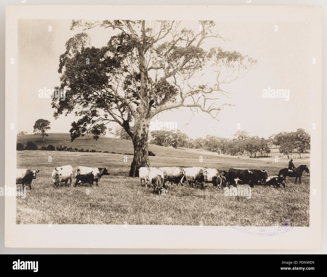 1920s cattle industry hi-res stock photography and images - Alamy
