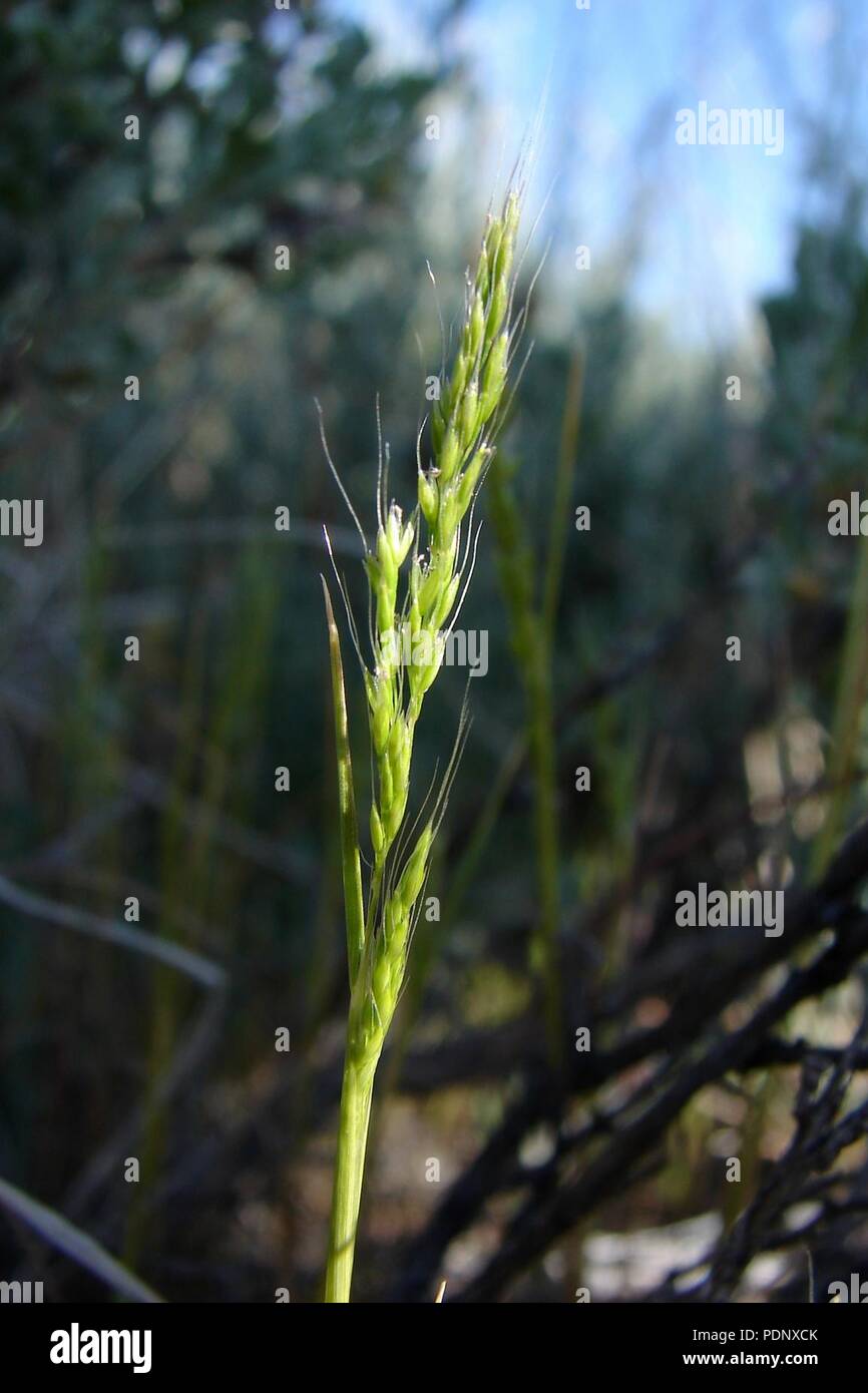 Apera hi-res stock photography and images - Alamy