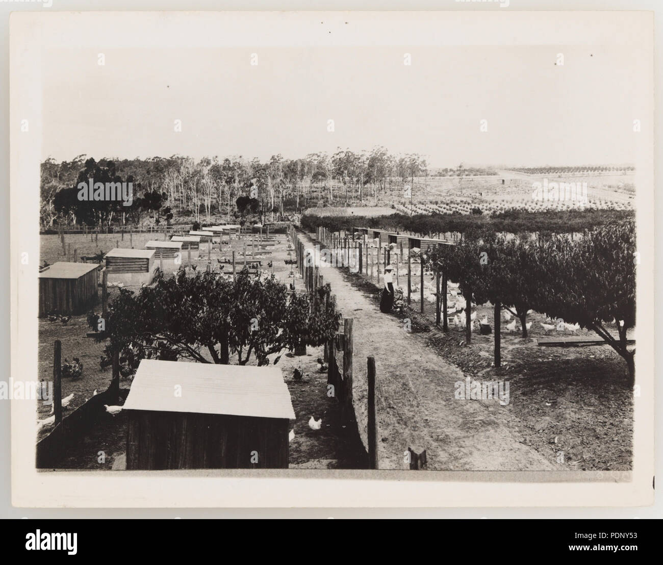 1920s poultry industry hi-res stock photography and images - Alamy