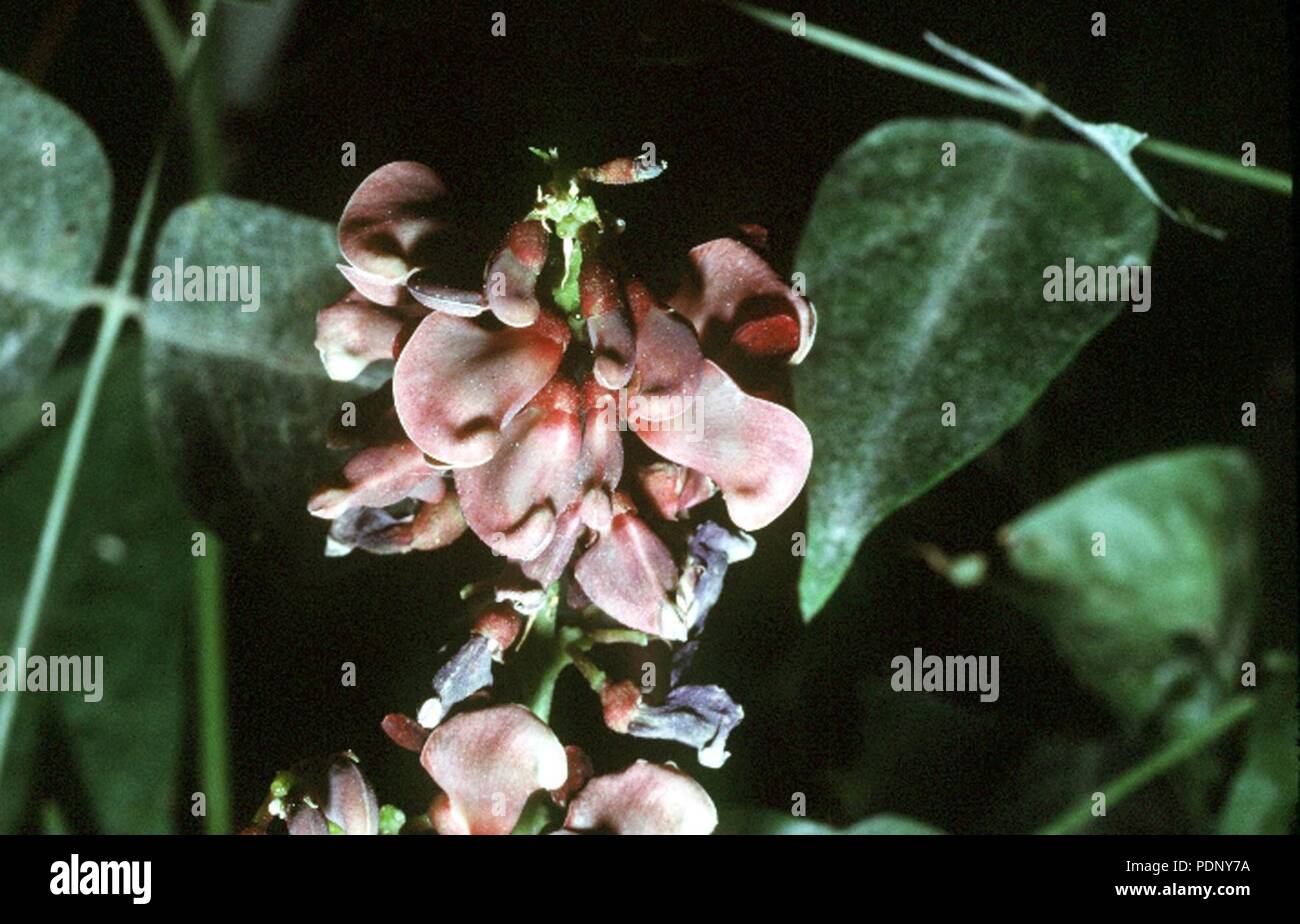 Apios americana hi-res stock photography and images - Alamy