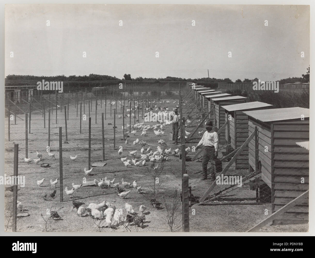 1920s poultry industry hi-res stock photography and images - Alamy