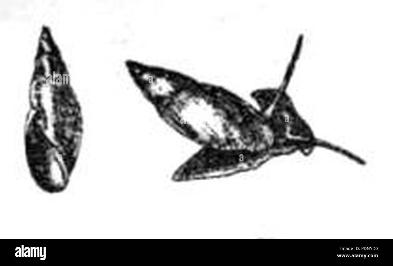 Aplexa hypnorum from Adams 1858 Stock Photo - Alamy