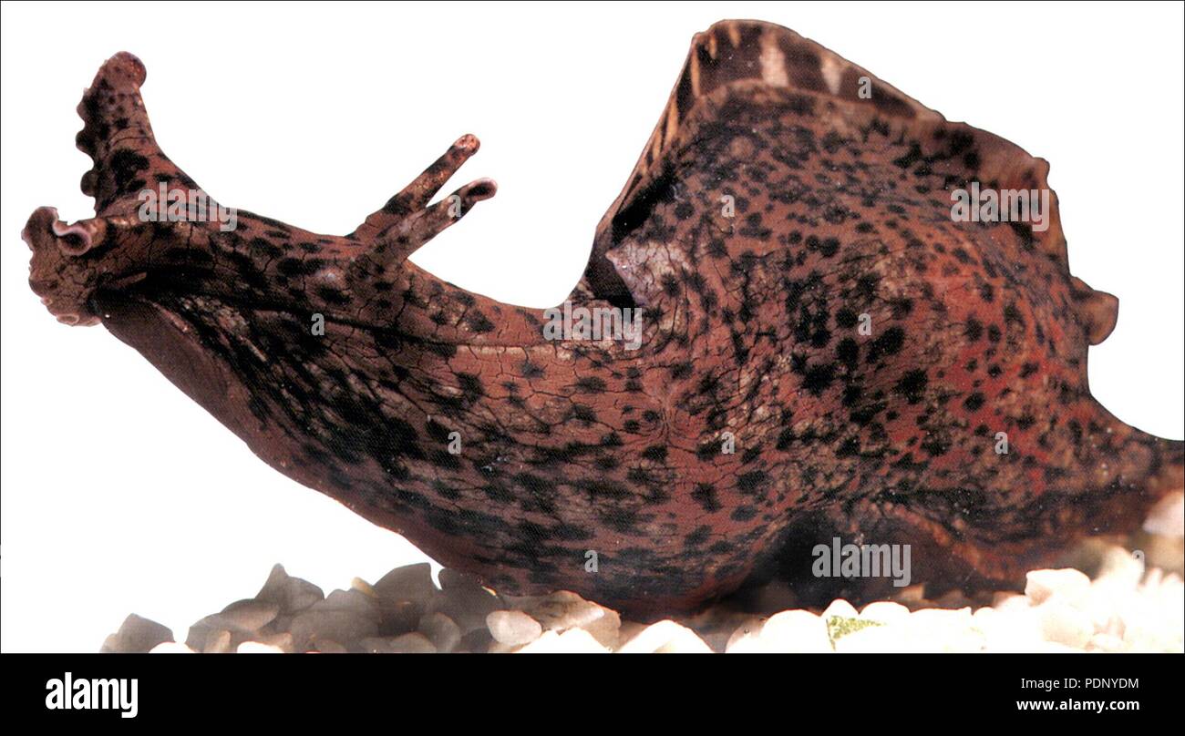 Aplysia californica hi-res stock photography and images - Alamy