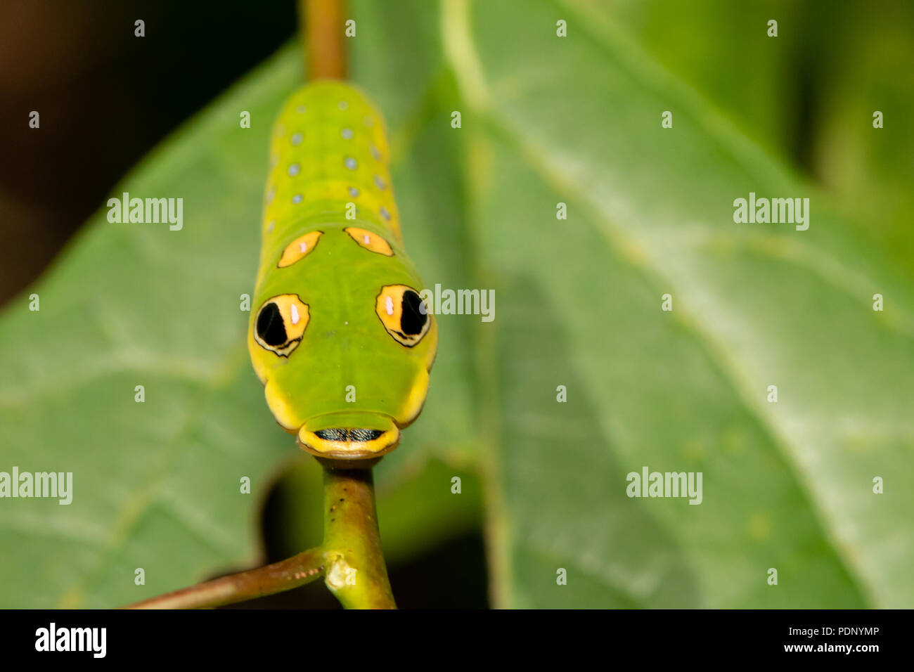 Spicebush Swallowtail Caterpillar Caterpie