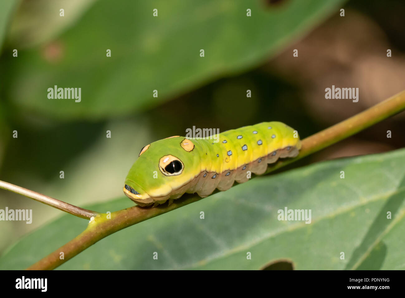 Snake mimic caterpillar and a snake hi-res stock photography and images ...
