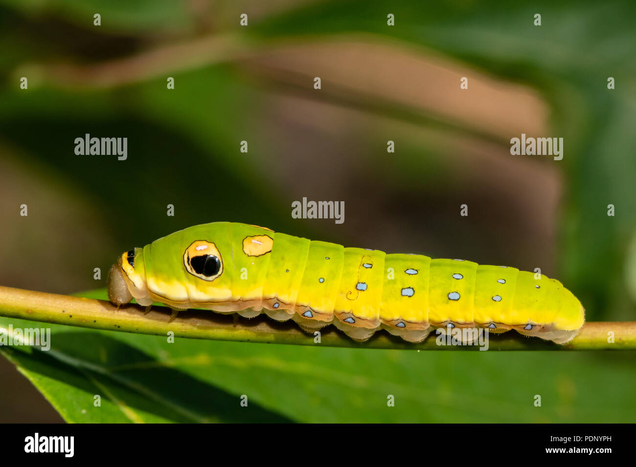 Papilio Troilus Caterpie