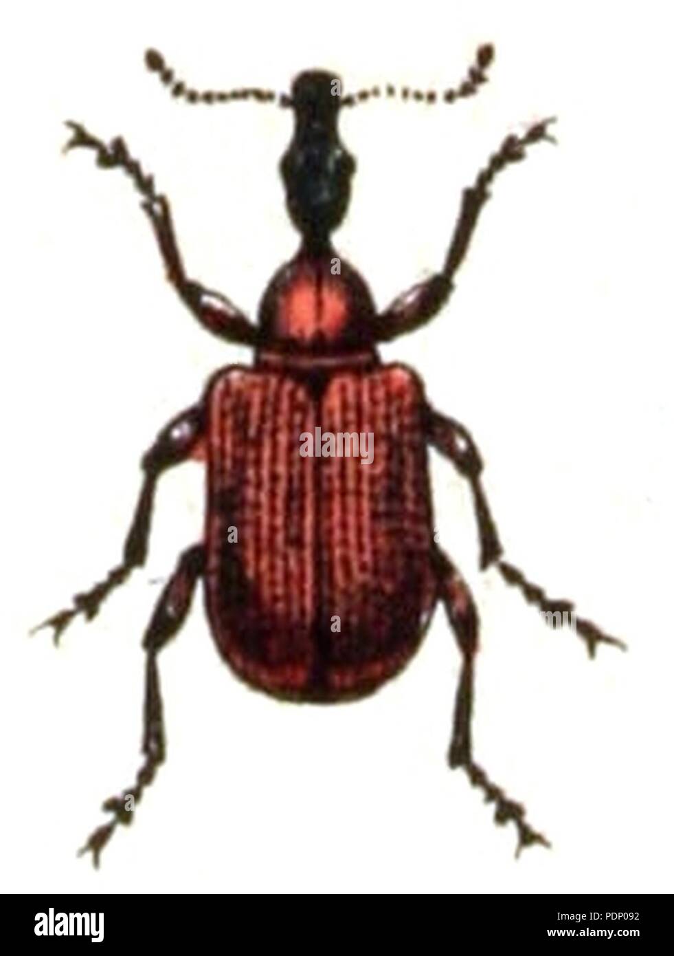 Apoderus coryli hi-res stock photography and images - Alamy