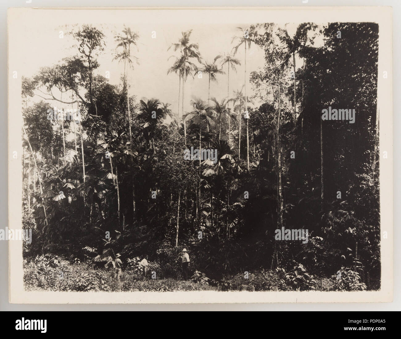 193 SLNSW 920802 Series 17 Rural and bush scenery ca 19211923 Stock ...