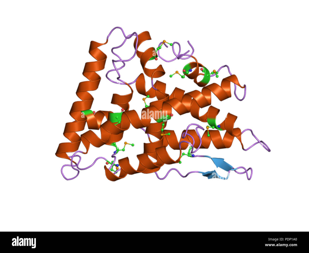 Protein_function hi-res stock photography and images - Alamy