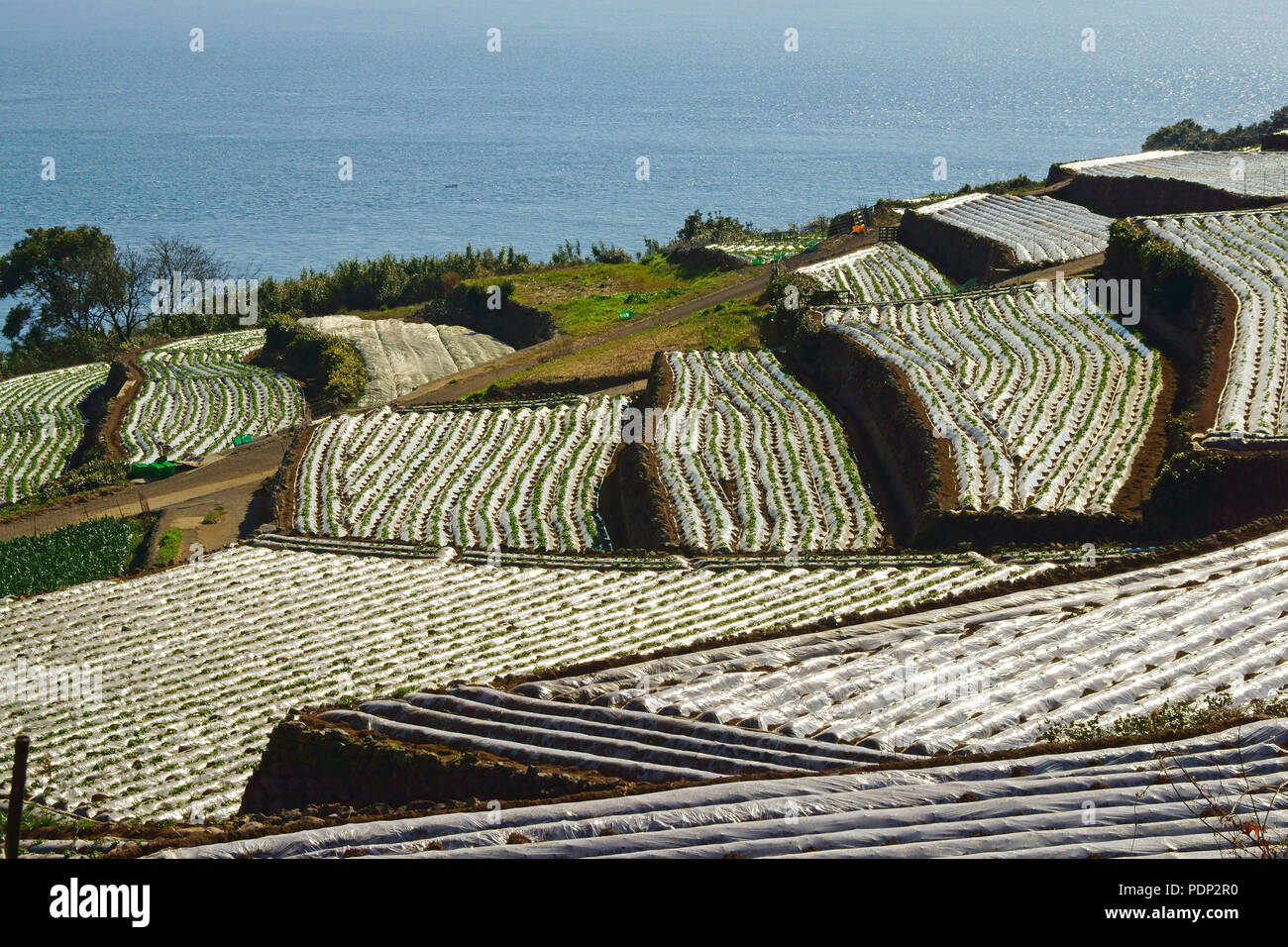 Potato field problems hi-res stock photography and images - Alamy
