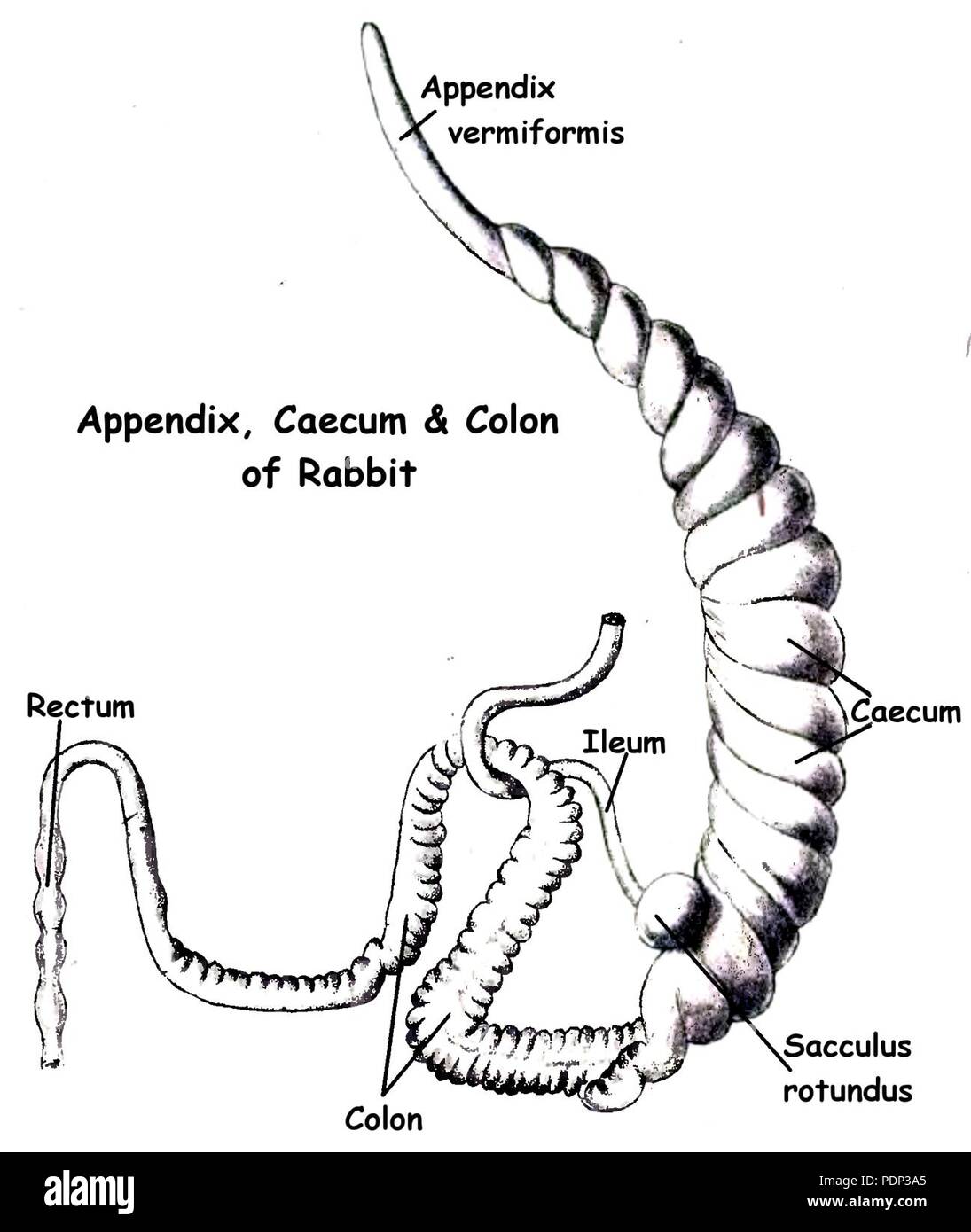 Appendix of Rabbit, drawing showing it to be at end of Caecum Stock ...