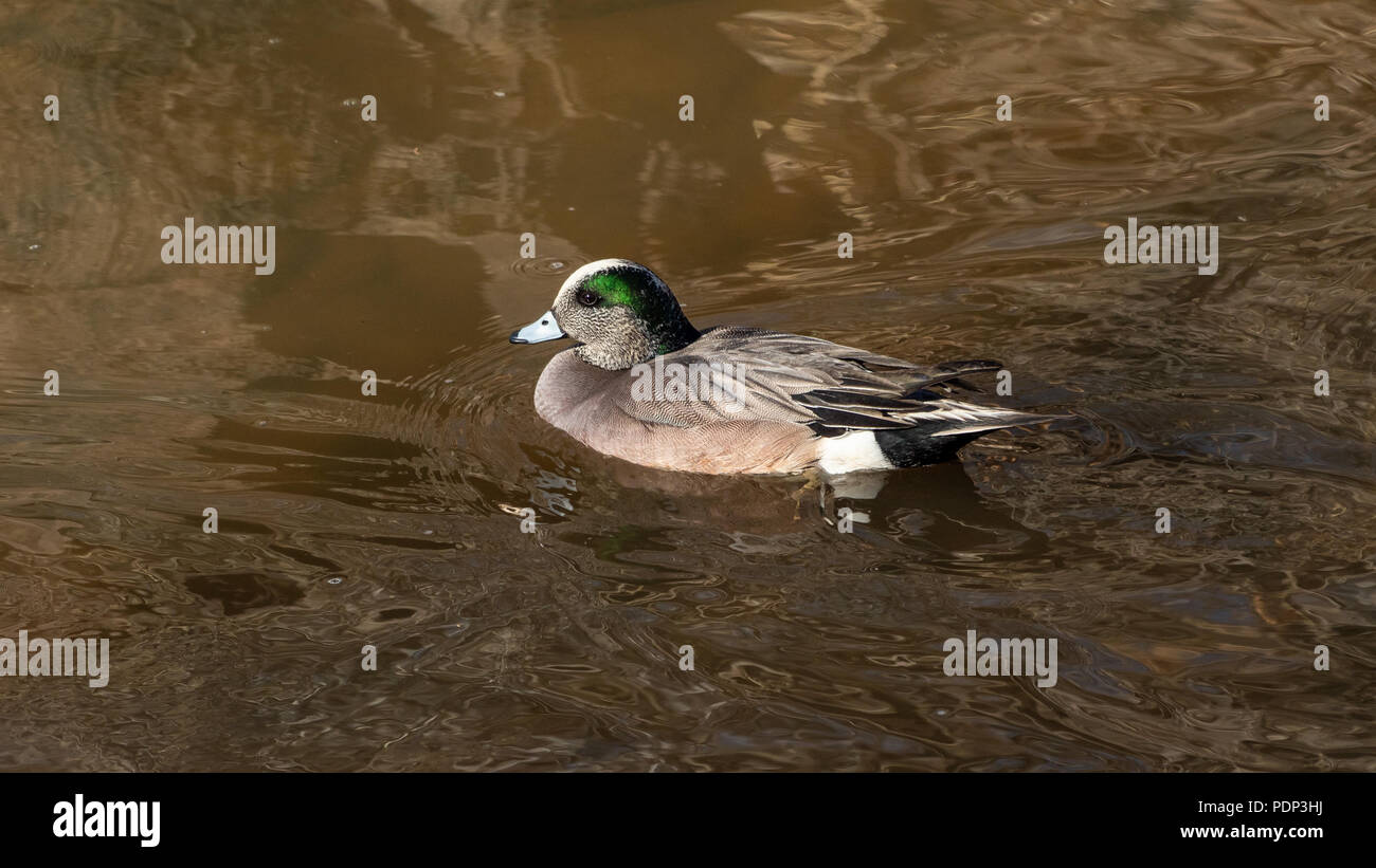 Widgeon duck hi-res stock photography and images - Alamy