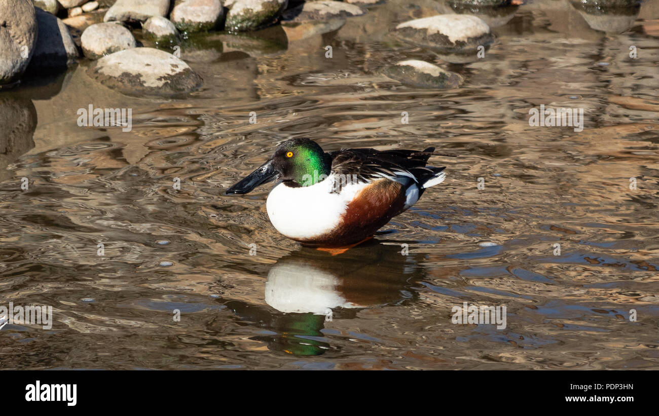 Male Northern Shoveler duck, Spatula clypeata, Jefferson County ...