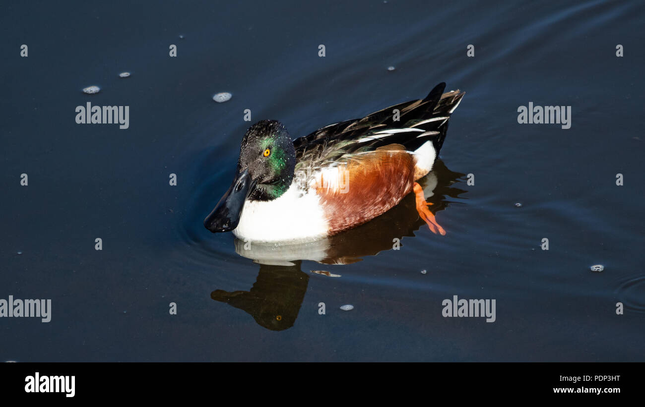 Spatula duck bill hi-res stock photography and images - Alamy