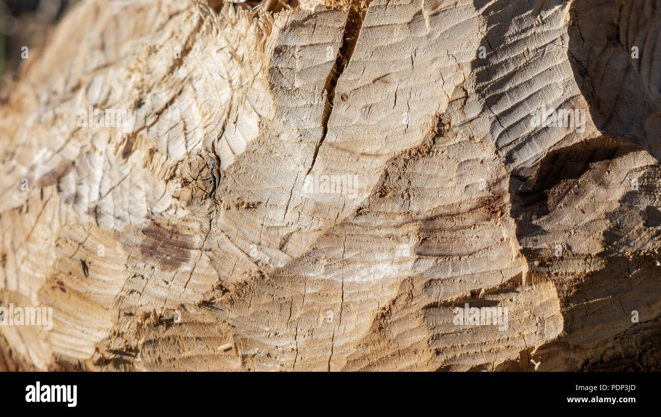 Beaver markings on chopped down tree Jefferson County, Colorado USA ...