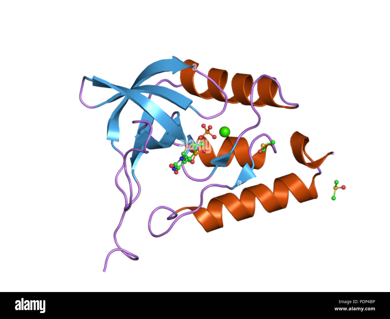 Understanding biological structures hi-res stock photography and images ...