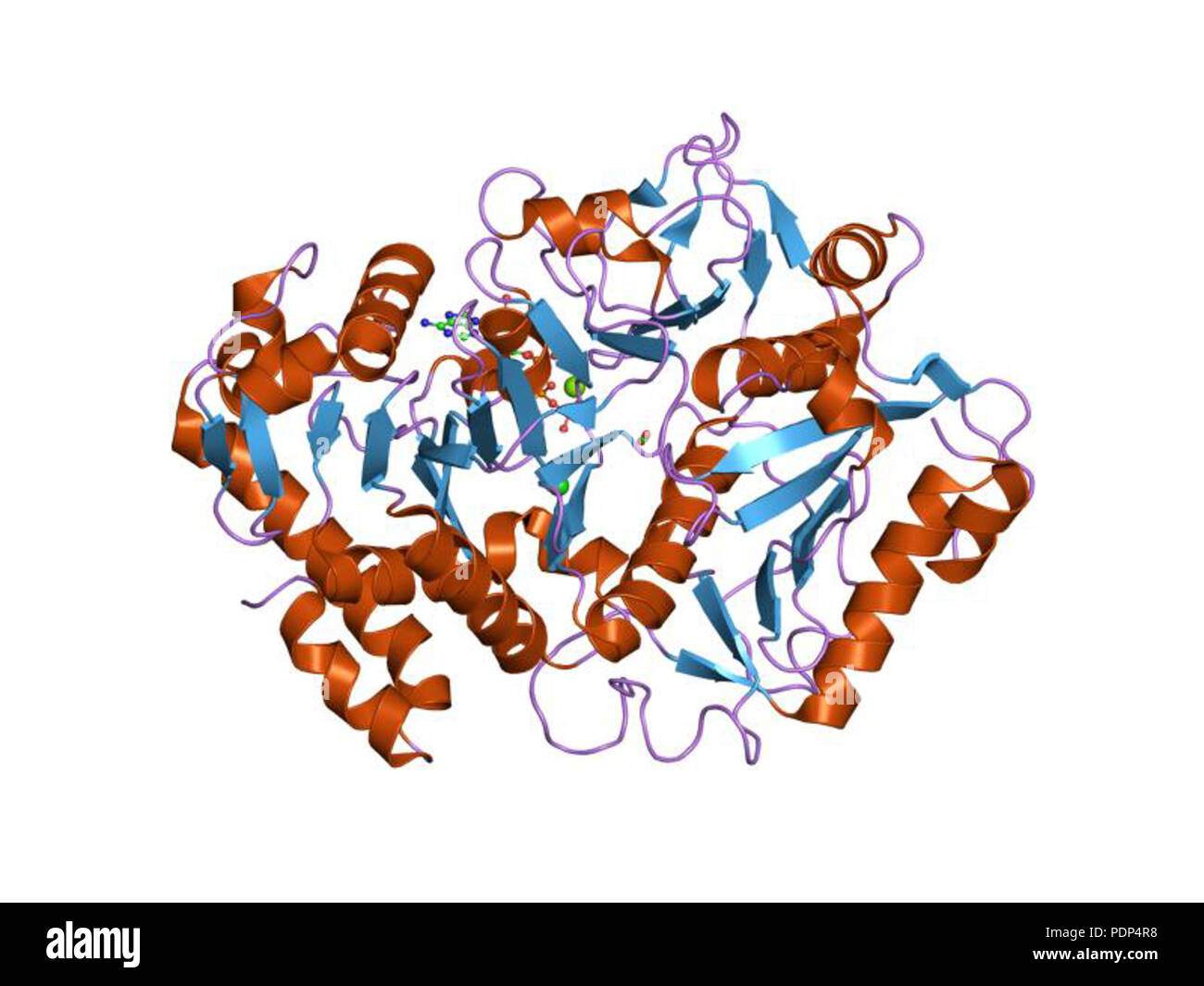 Carboxykinase hi-res stock photography and images - Alamy