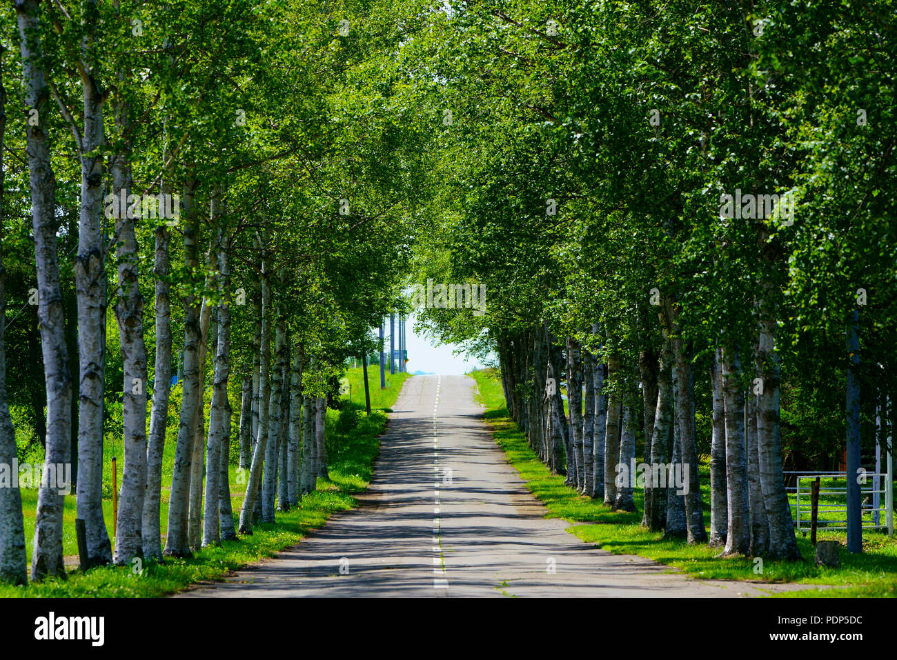 White Birch Tree line Stock Photo - Alamy