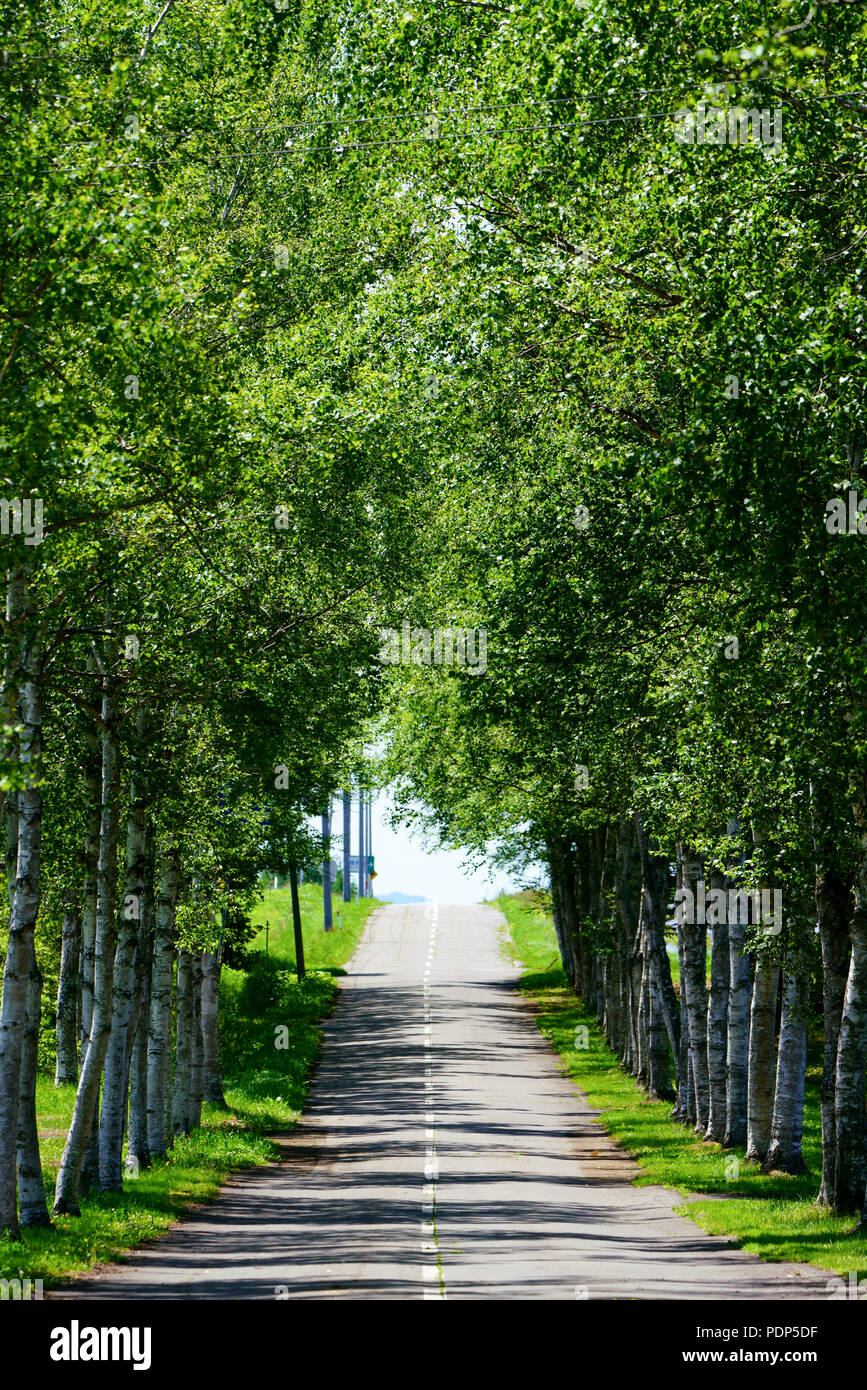White Birch Tree line Stock Photo - Alamy