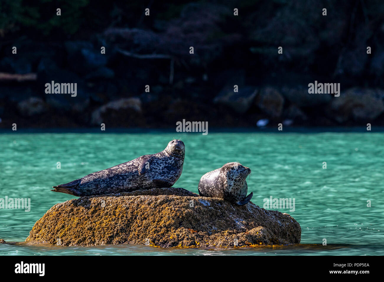 Two harbour seals resting on a rock along the shoreline in Knight Inlet ...