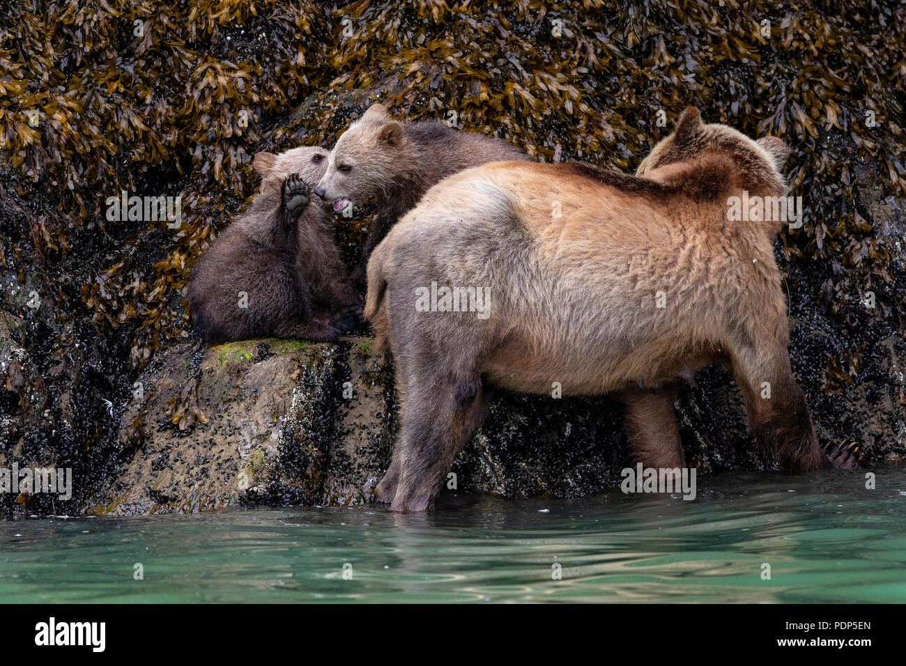 Person feeding bear hi-res stock photography and images - Alamy