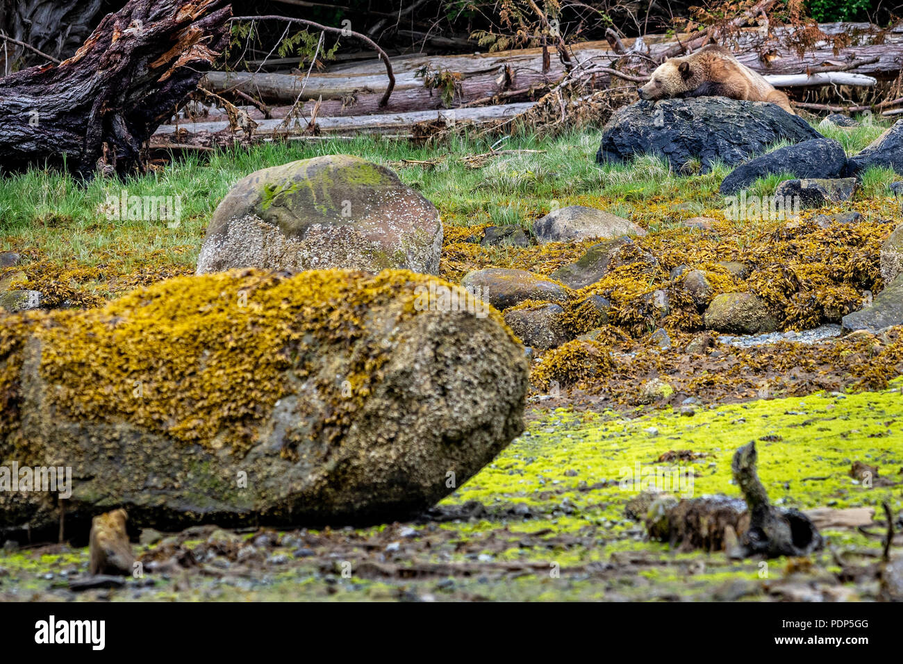 Grizzly bear (Ursus arctos) in Knight Inlet, First Nations Territory ...