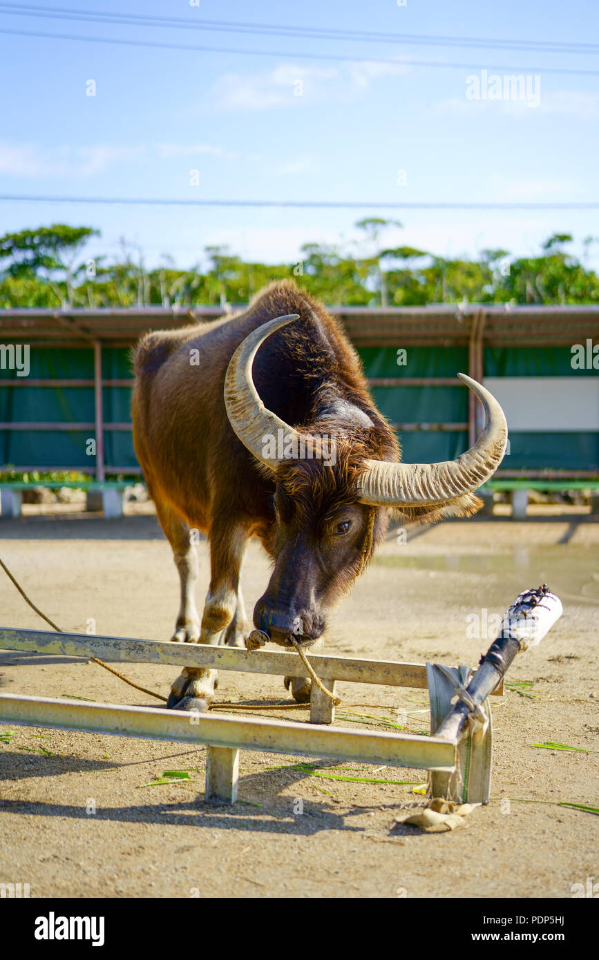 Water buffalo, Iriomote Island, Okinawa Prefecture, Japan Stock Photo ...
