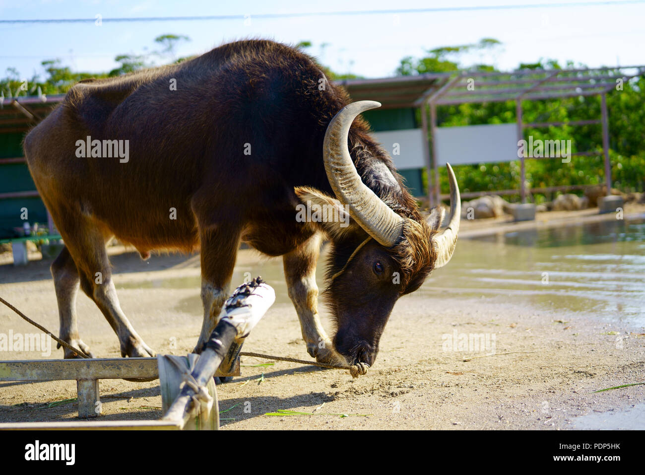 Water buffalo, Iriomote Island, Okinawa Prefecture, Japan Stock Photo ...