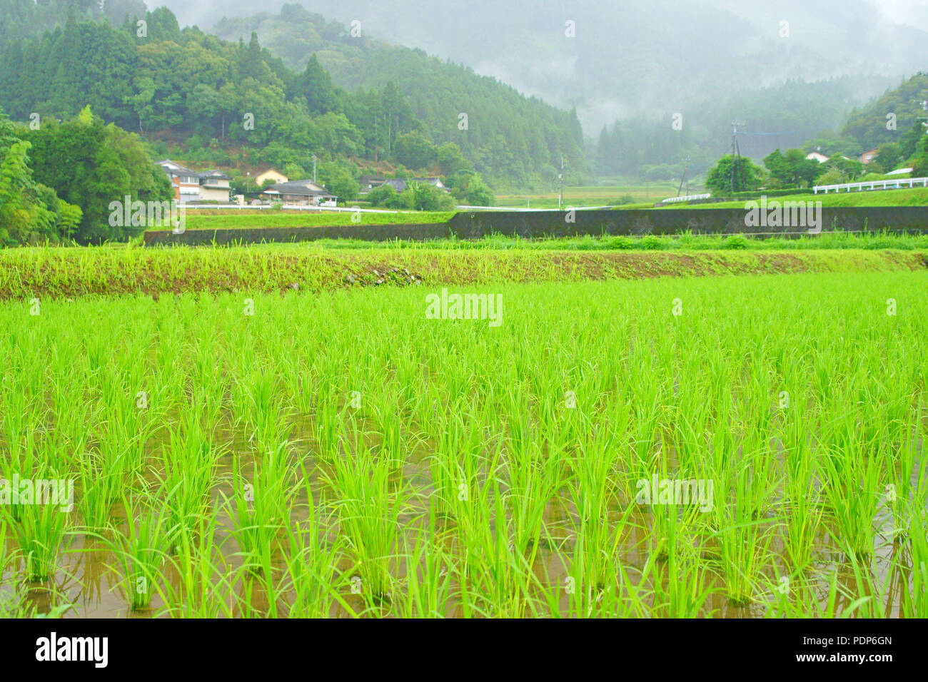 Rainy Rice Field Stock Photo - Alamy