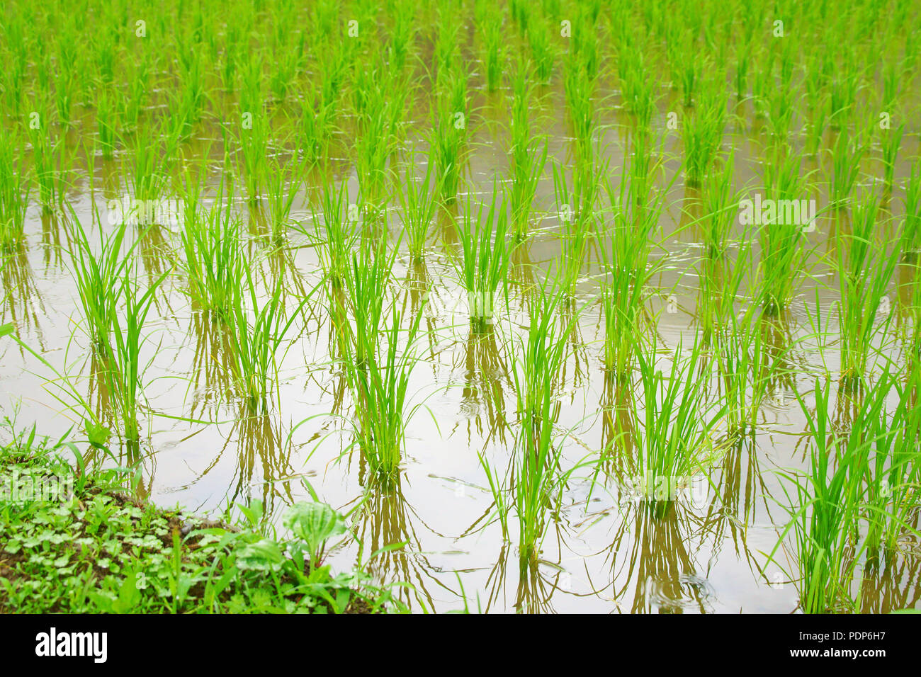Rainy Rice Field Stock Photo - Alamy