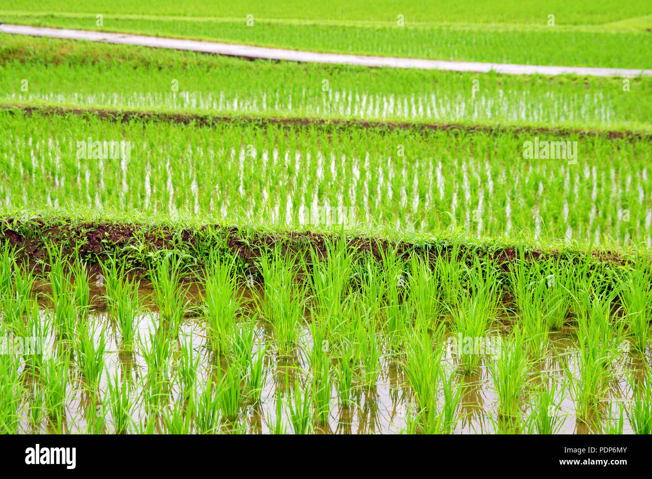 Stepped rice field hi-res stock photography and images - Alamy