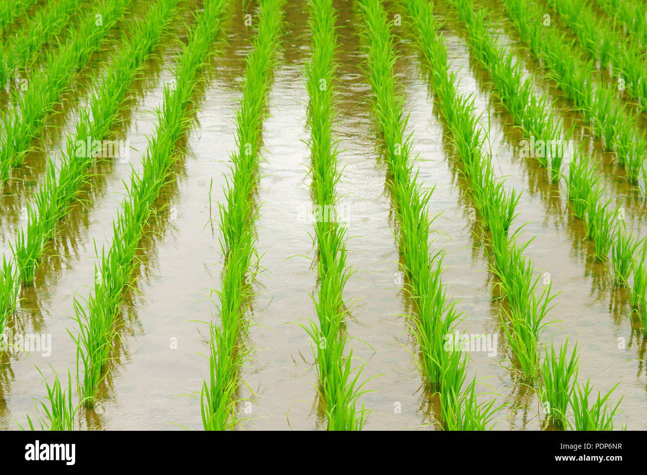 Stepped rice field hi-res stock photography and images - Alamy