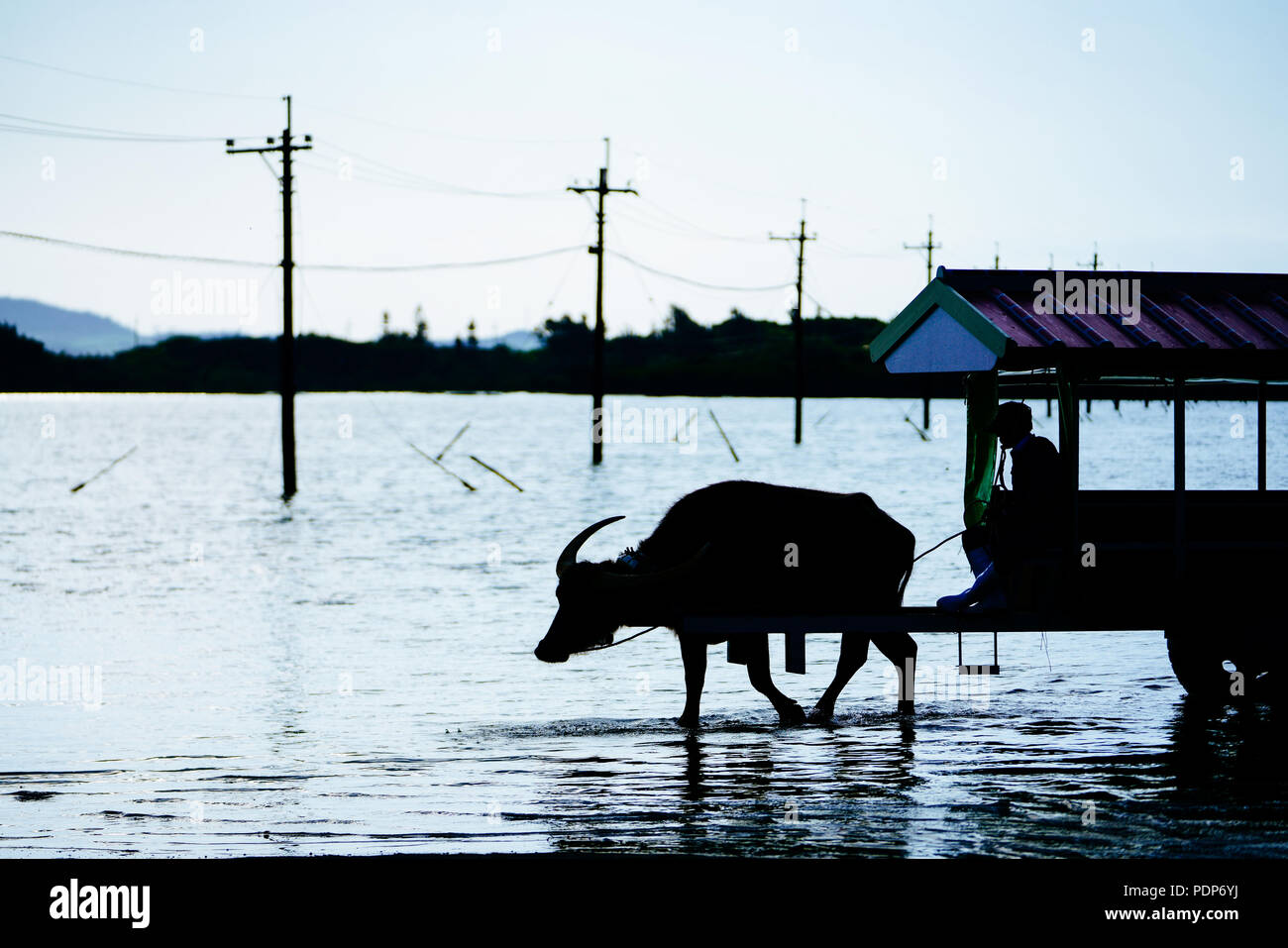 Water buffalo, Iriomote Island, Okinawa Prefecture, Japan Stock Photo ...