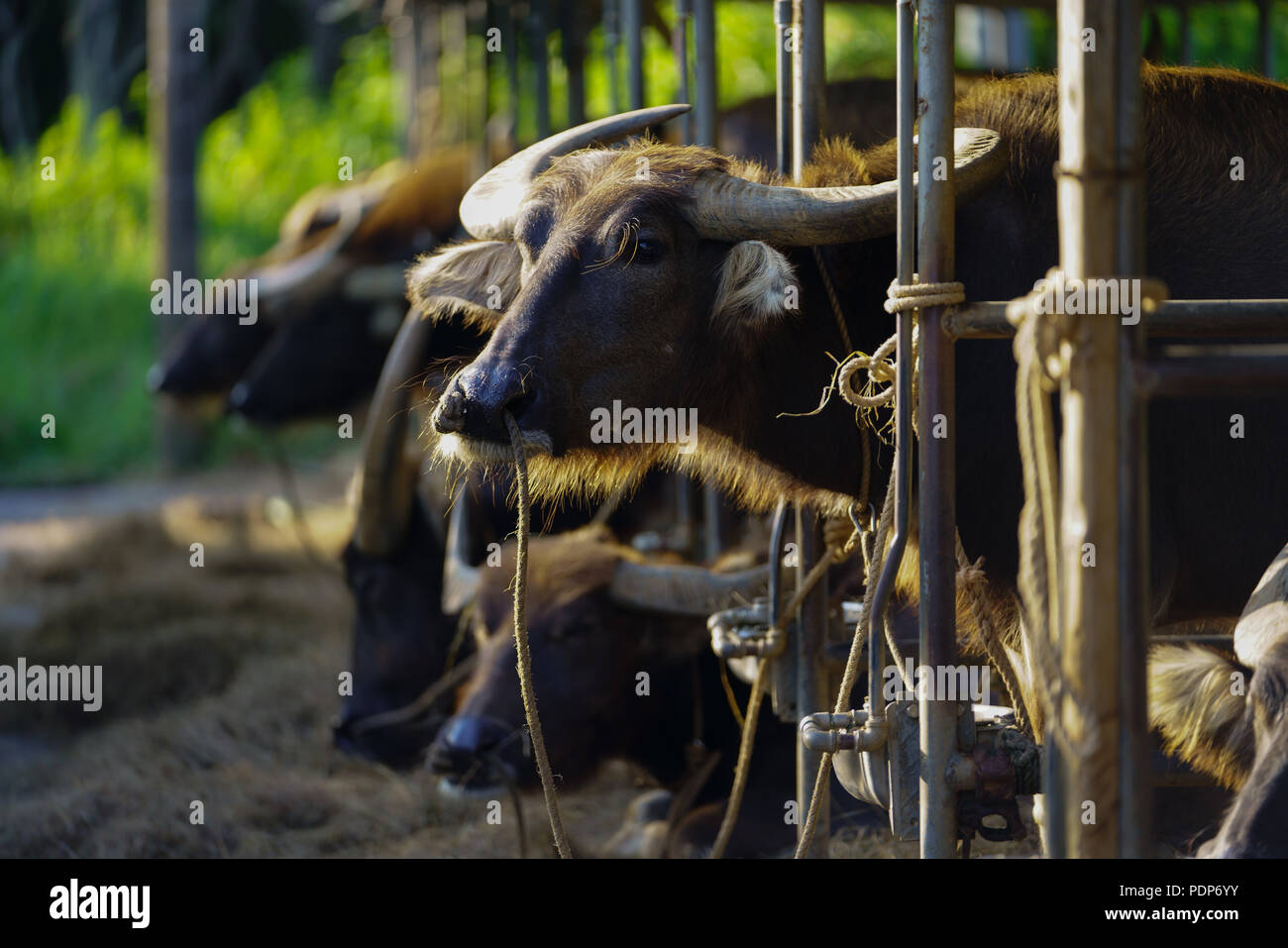 Water buffalo, Iriomote Island, Okinawa Prefecture, Japan Stock Photo ...