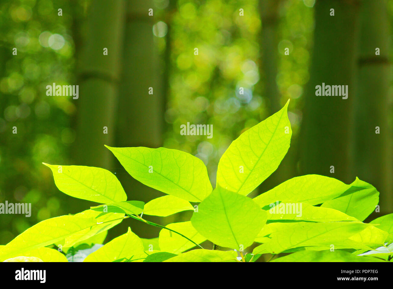 Bamboo Forest in Spring Stock Photo - Alamy